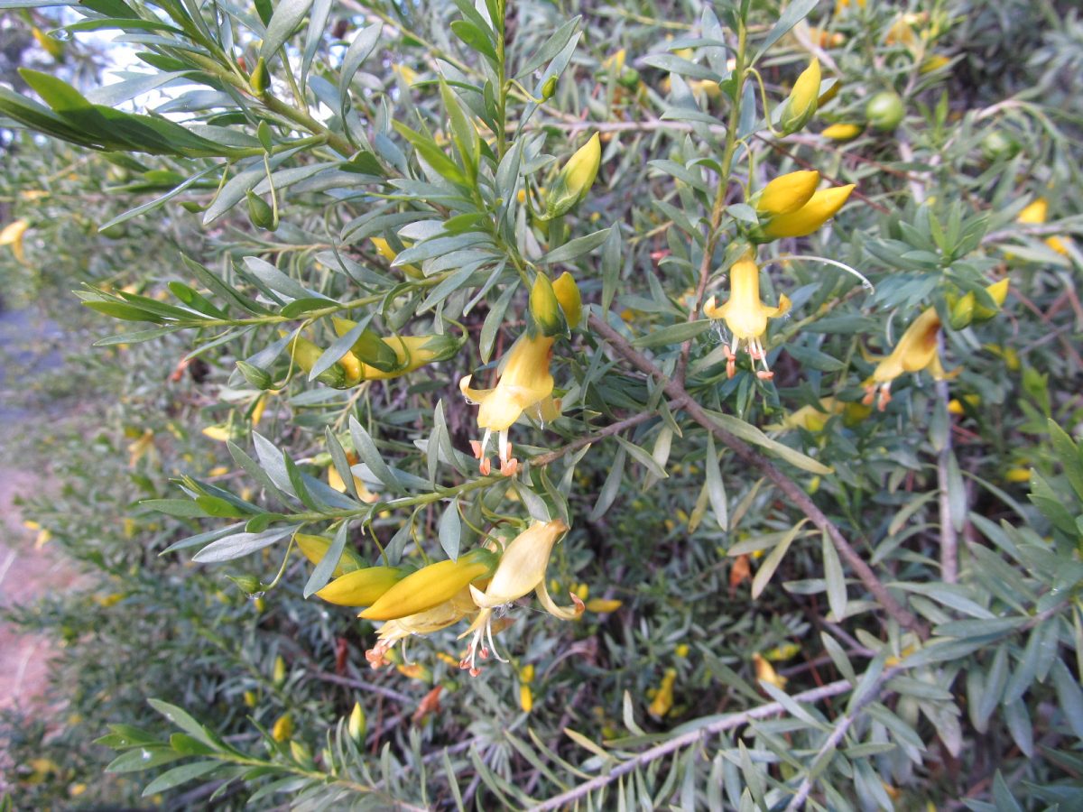 Emu Bushes - Fullerton Observer