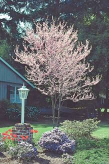 Arbor Day Foundation Offering Free Trees in February - Fullerton Observer