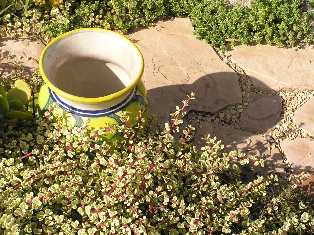 Garden Tips: Elephant Food - Fullerton Observer