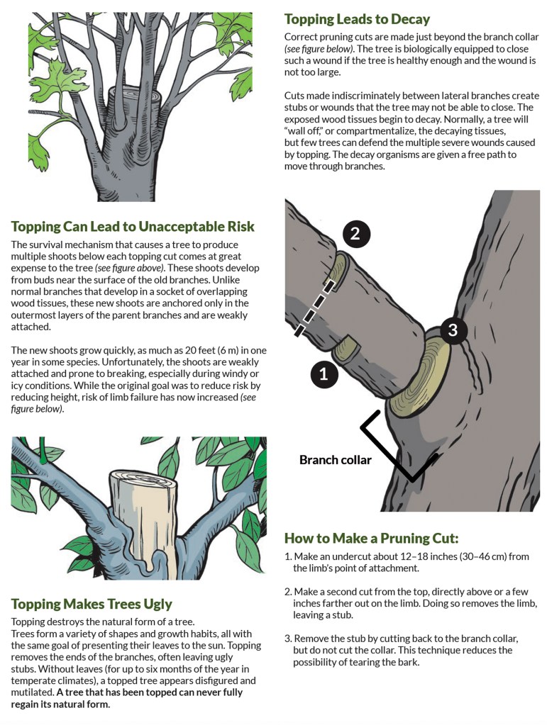 How to Report Poor Tree Trimming Practices - Fullerton Observer