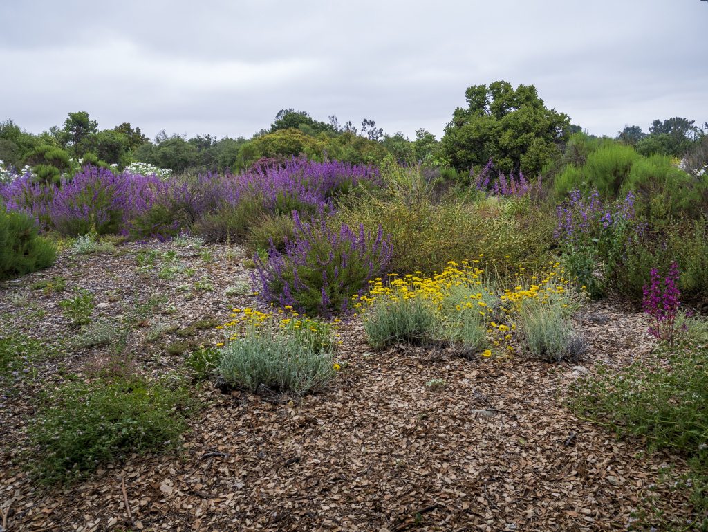 Video Observer: California Botanic Garden in Claremont Has a Connection ...