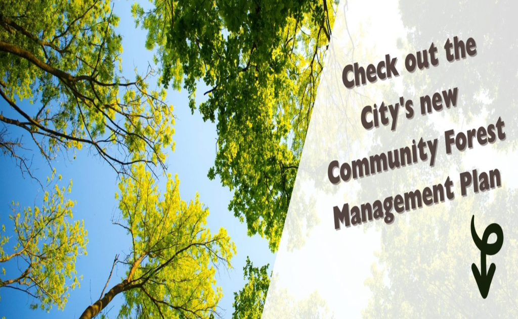 The Plan for Fullerton Street Trees - Fullerton Observer