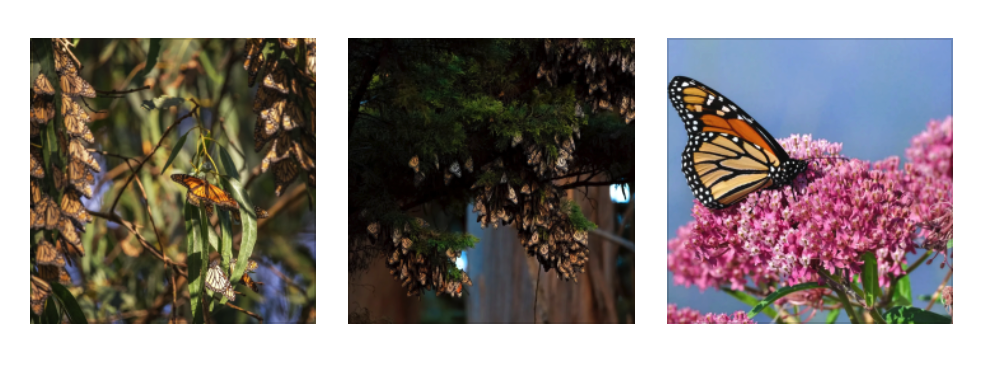 As Annual Western Monarch Butterfly Count Gets Underway, New Analysis ...